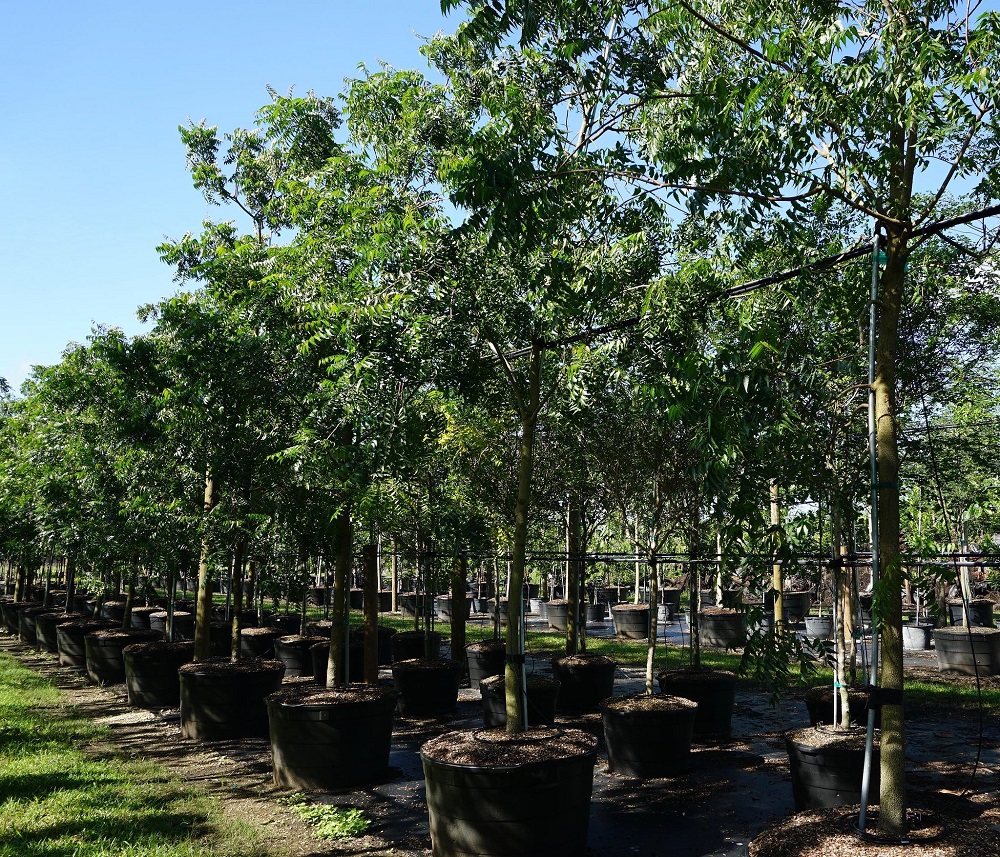 Using Neem Cake as on Organic Slow Release Fertilizer | Beaver Lakes ...