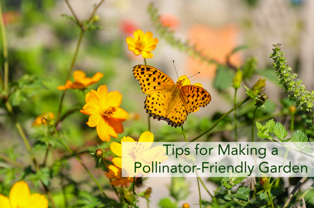 Tips For Making A Pollinator Friendly Garden Beaver Lakes Nursery